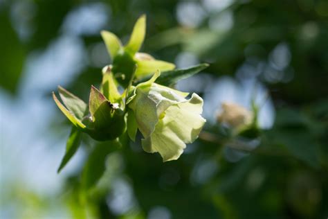 Codonopsis Herbs Herbal Reality