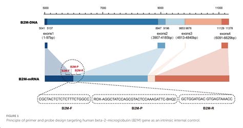 Table From Development Of A Universal Real Time RT PCR Assay For Detection Of Pan SARS