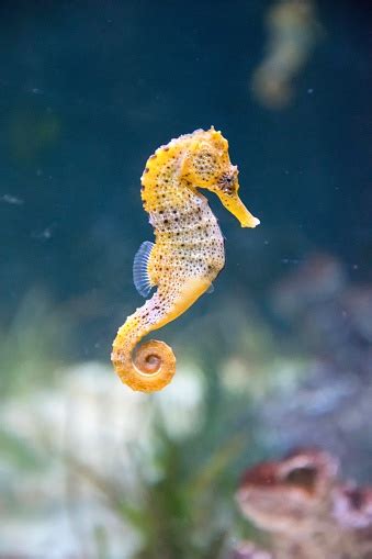 550 Seahorse Pictures Download Free Images On Unsplash