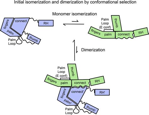 Asymmetric Conformational Maturation Of Hiv 1 Reverse Transcriptase Elife