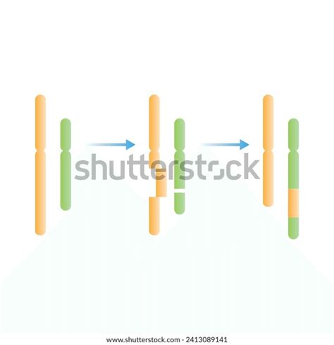 Insertion Chromosomal Mutation Scientific Design Vector Stock Vector