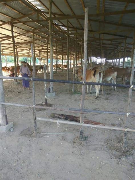 ကြံခင်းမြို့နယ် ရေလယ်ကျွန်းကျေးရွာအုပ် စညတဲတန်းကျေးရွာ တိရစ္ဆာန် အသက်ကယ