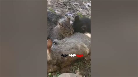 ههههه ابو ضبي في اليمن Youtube