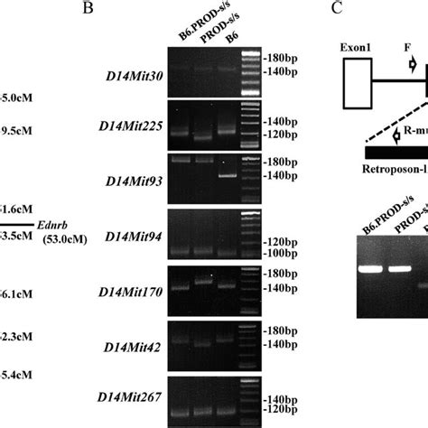 Genotyping Of Microsatellite Makers And Mutant Alleles A A Linkage Download Scientific