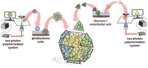 Figure 1 From Magnetic Self Assembly Of 3d Multicellular Microscaffolds A Biomimetic Brain
