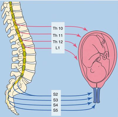 Paracervical Block During Labor
