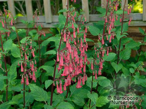 Phygelius Alchetron The Free Social Encyclopedia