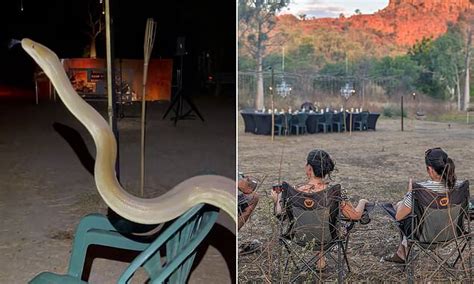 Kununurra Nt Five Metre Olive Python Slithers Into Gourmet Camp Oven Dining Experience Daily