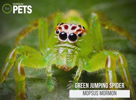 Green Jumping Spider The Mopsus Mormon Care Guide