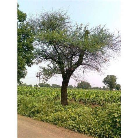Babul Tree At Best Price In Pune By Vanrai Farms And Nursery Id 14247804112