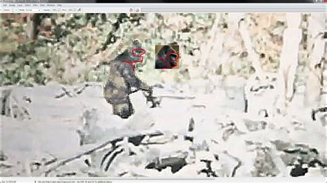 Patterson Gimlin Bigfoot Film Footage Analysis 1967 Youtube