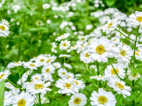 Information About Pyrethrum Insecticide Using Natural Pyrethrum Spray