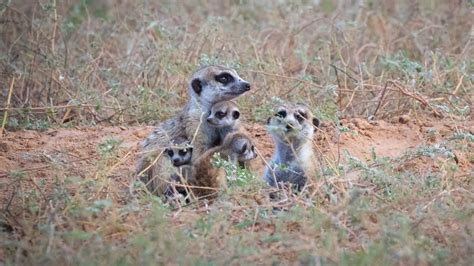 Volunteer With Meerkats Exclusive 25 Conservation Safari