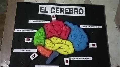 Cerebro En 2025 Gomitas Maqueta Del Cerebro Cerebro