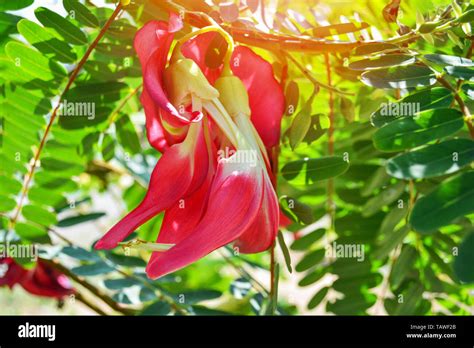 Red agasta flower on tree in the garden / Other names Sesban agasta ...