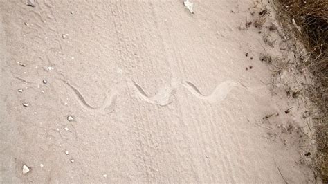 What Do Snake Tracks Look Like Identification And Pictures