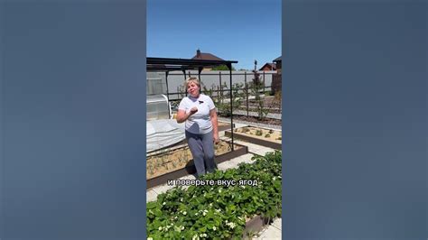 ЯГОДЫ КЛУБНИКИ НИКОГДА НЕ БЫЛИ ТАКИМИ СЛАДКИМИ Youtube