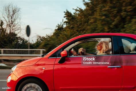 Woman Driving Car With Sunroof Down And Pet Dog Stock Photo - Download ...