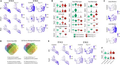 Spatial Transcriptomics In Embryonic Mouse Diaphragm Muscle Reveals Regional Gradients And