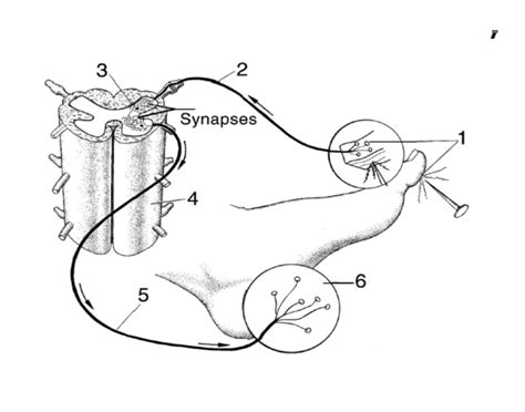 Human Nerve Pathway Quiz