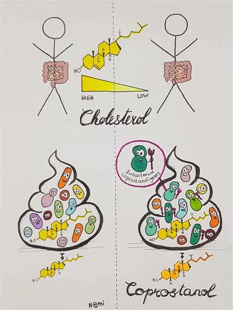 How Bacteria Reduce Your Cholesterol Levels Bacterialworld