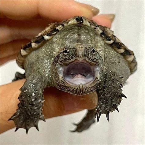 北美小鳄龟苗活物宠物龟观赏龟杂佛食肉龟水龟外塘凶猛小启梅商行 阿里巴巴