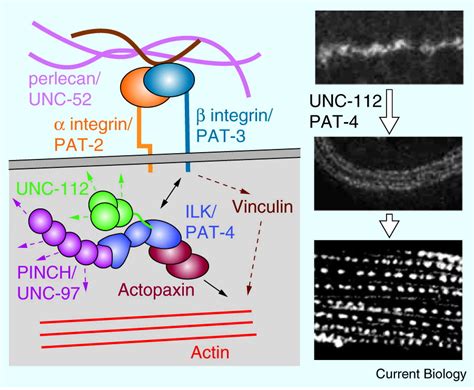 Integrin Adhesion When Is A Kinase A Kinase Current Biology