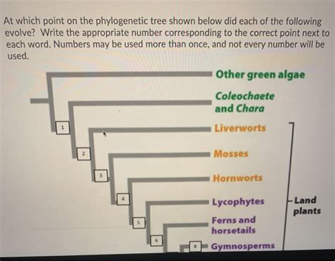 Solved At Which Point On The Phylogenetic Tree Shown Below