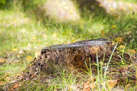 How To Remove A Tree Stump Different Ways