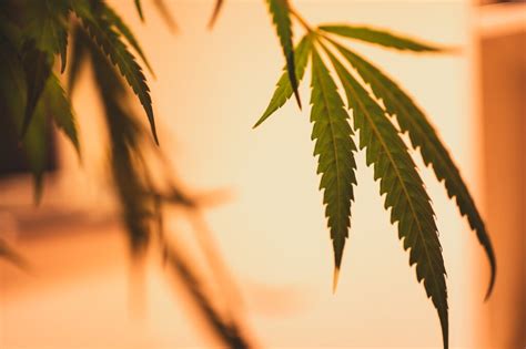 A Complete Guide To Different Types Of Cannabinoids Appetite For Profit