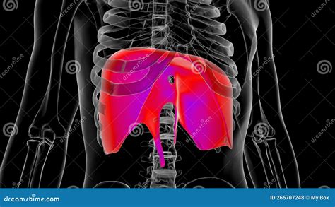 Human Diaphragm Anatomy For Medical Concept 3d Rendering Stock Illustration Illustration Of