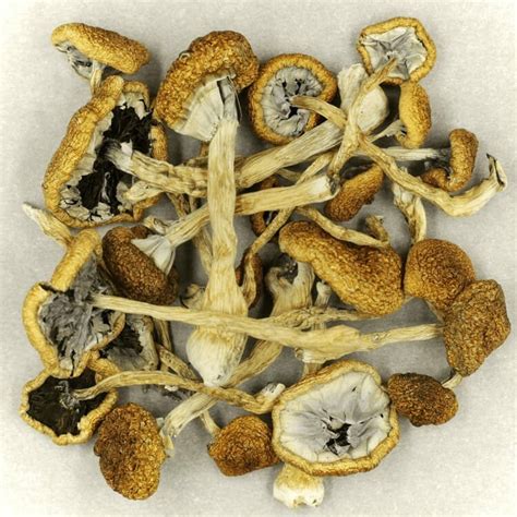 Dried Psilocybe Cubensis