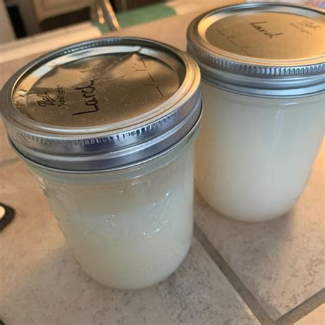 Sycamore Tree Sapling Sycamore Tree Sycamore Plant Live Plant