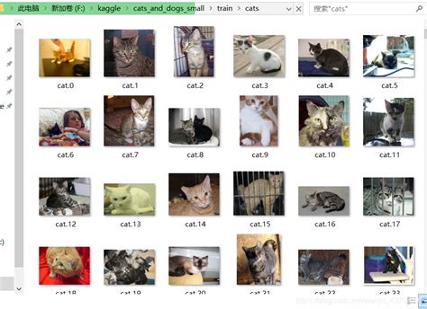 猫狗数据集的两阶段分类 猫狗二分类器实验报告 csdn博客