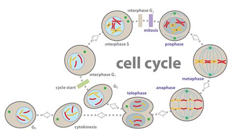 Phases Of The Cell Cycle Diagram New Page 0