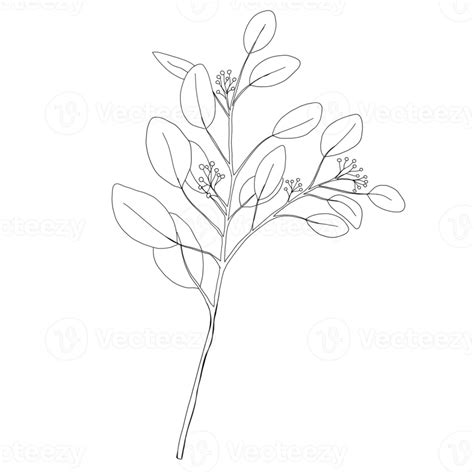 Eucalyptus Outline Pngs For Free Download