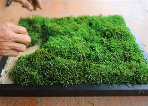 이끼 테라리움 만들기 1편 이끼 종류 채취 및 검역방법 네이버 블로그