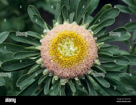 Aster Aster Greensleeves This New Hybrid 2004 Is A Fast Growing