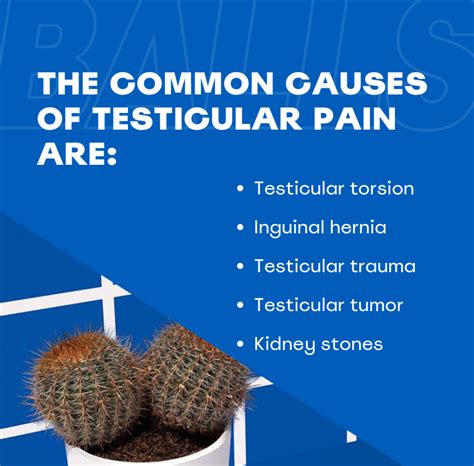 5 Common Causes Of Testicular Pain And How To Diagnose Them Edward