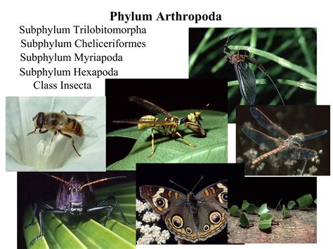 Arthropoda Ppt