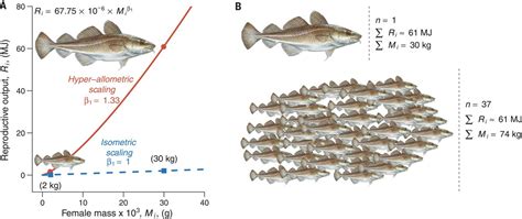 Types Of Fish Reproduction