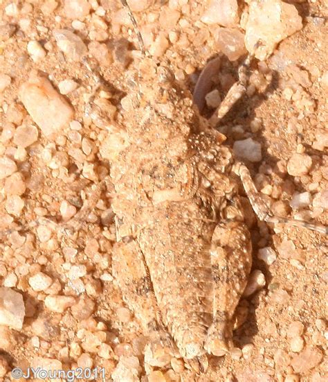 Toad Grasshopper Batrachornis Perloides