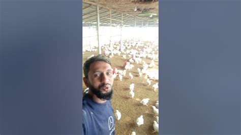 বয়লার মুরগির খামার Video Youtube