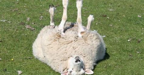 Sheepexe Has Stopped Working Imgur