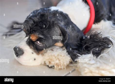 A Cute Adult Purebred Tricolor American Cocker Spaniel Lies On A Mat Inside The Room A Black