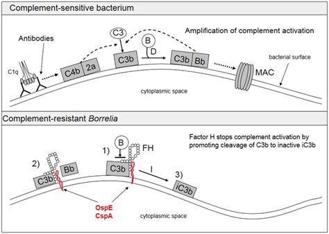 Activation And Inhibition Of The Complement System On Complement Download Scientific Diagram