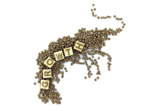 Shrimp Performance Growth Feed Conversion Digestibility For Shrimp