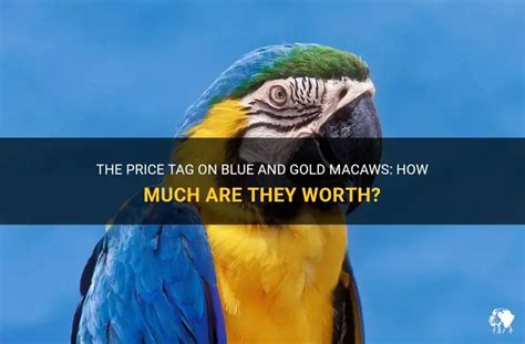 The Price Tag On Blue And Gold Macaws How Much Are They Worth Petshun