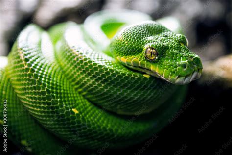 Black And Green Python