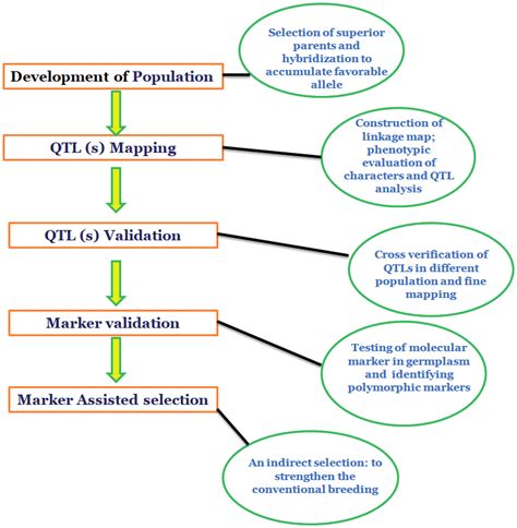 Marker Development Flow Chart Download Scientific Diagram